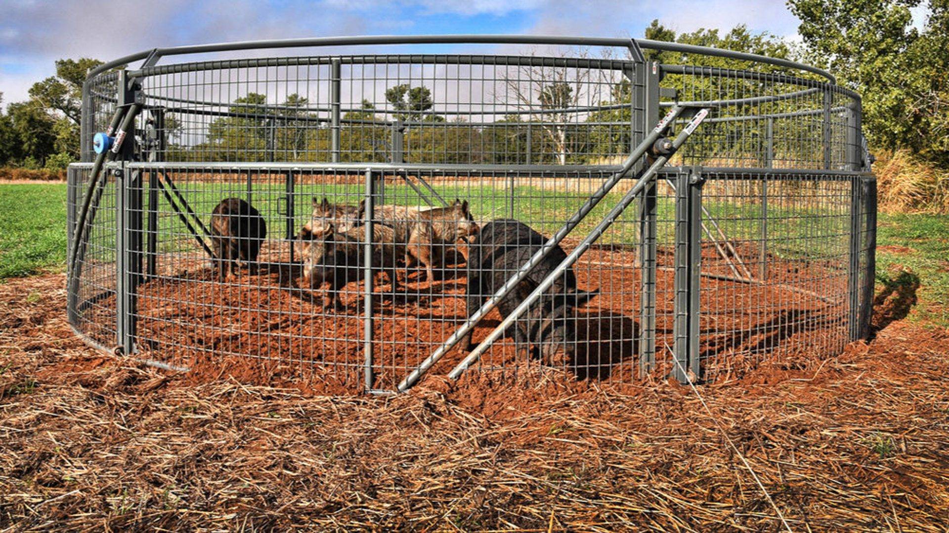 BoarBuster Wild Hog Traps- Tri-L Manufacturing